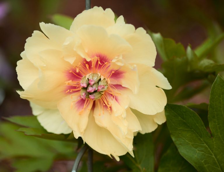 How To Grow Peonies In California