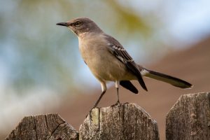 13 Aggressive Birds To Watch Out For In Your Backyard
