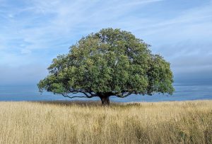 12 Tips For Landscaping Around Trees With Rocks