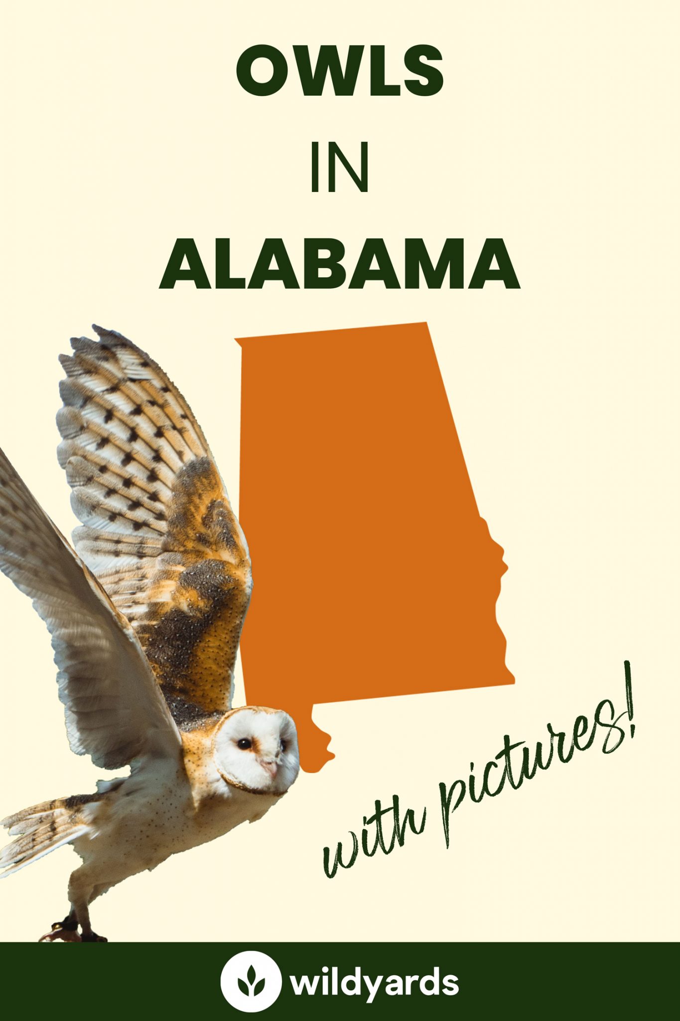 All 7 Owls in Alabama [With Sounds & Pictures]