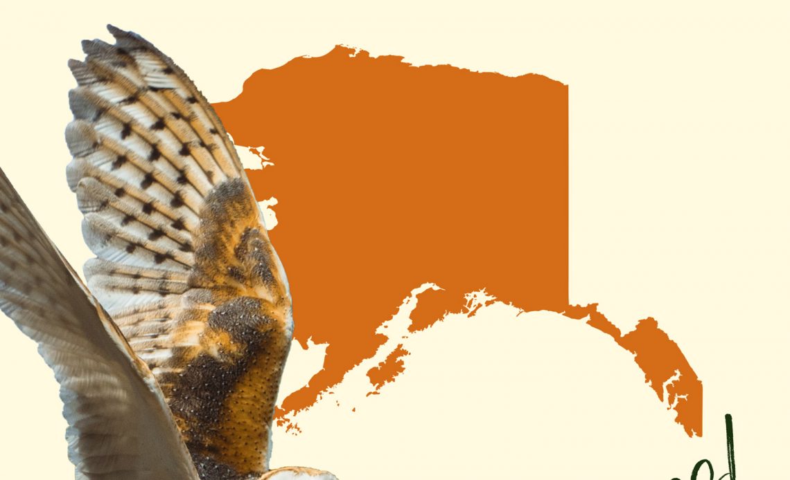 All 10 Owls in Alaska [With Sounds & Pictures]
