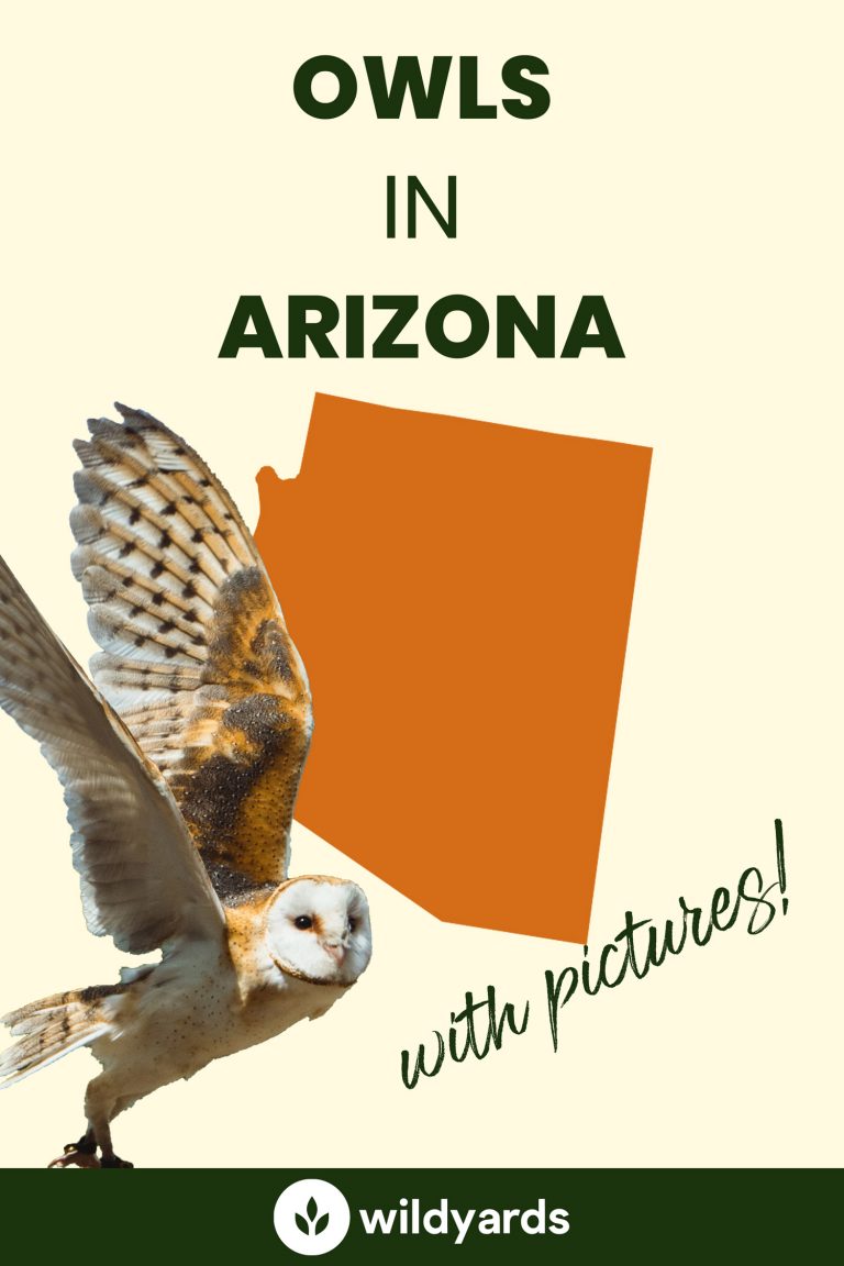 All 13 Owls in Arizona [With Sounds & Pictures]