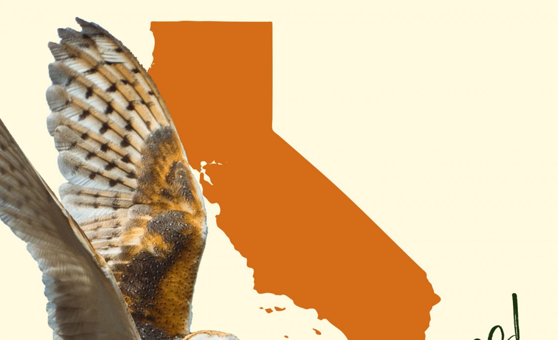 All 12 Owls in California [With Sounds & Pictures]