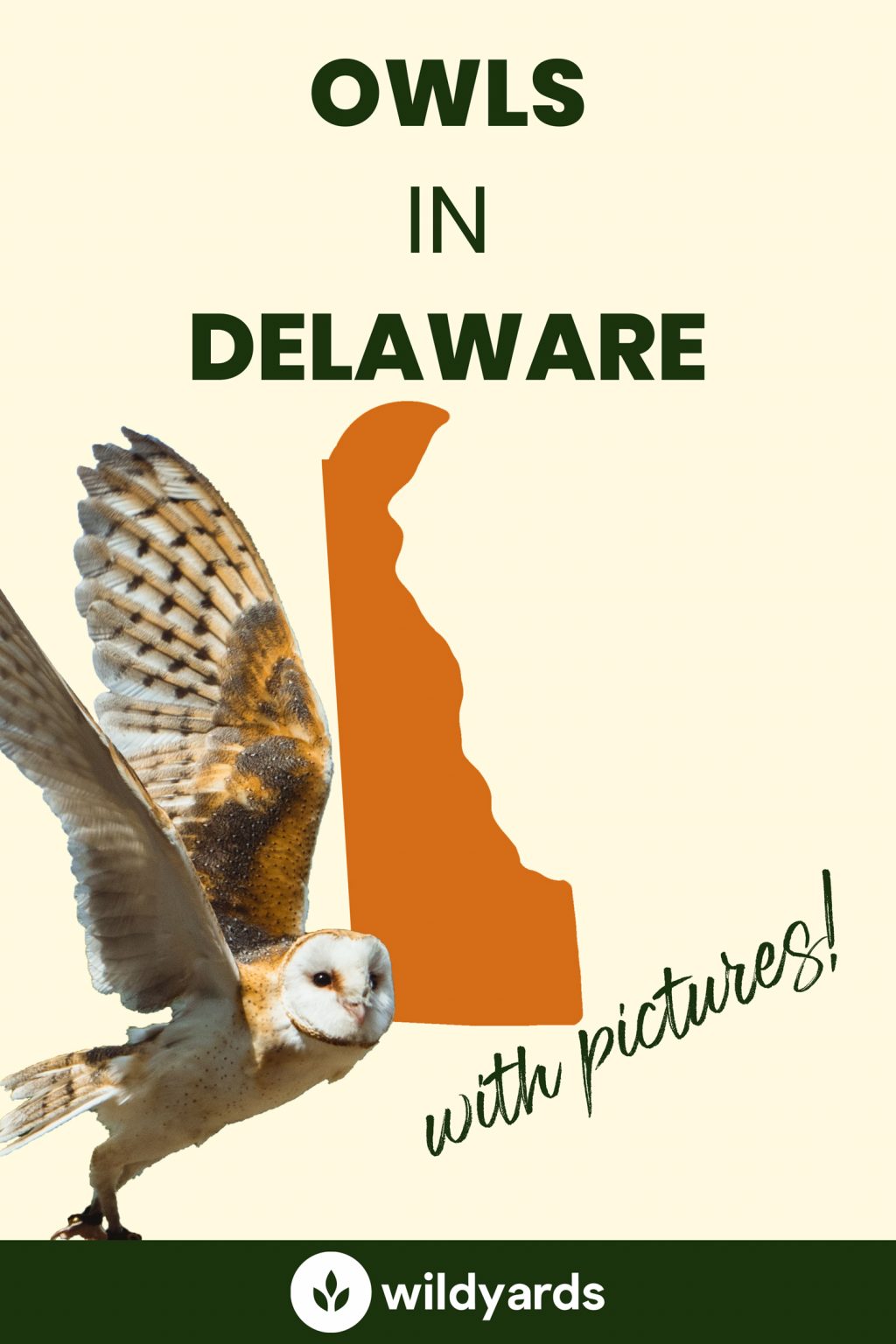 All 8 Owls in Delaware [With Sounds & Pictures]