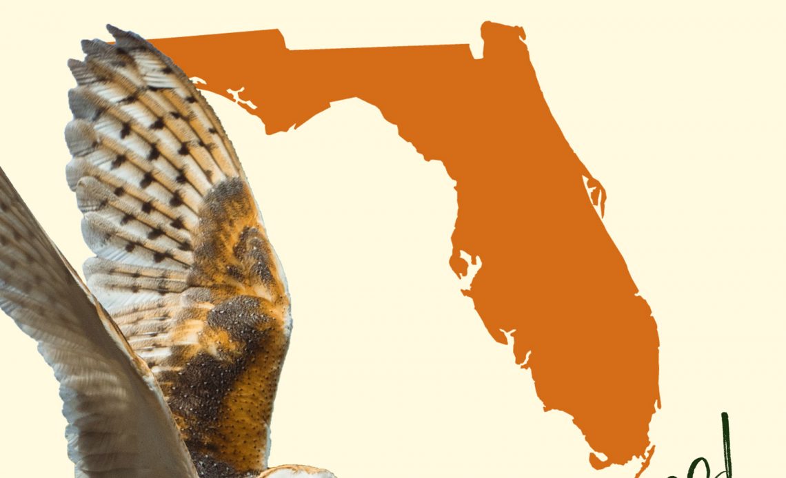 All 7 Owls in Florida [With Sounds & Pictures]
