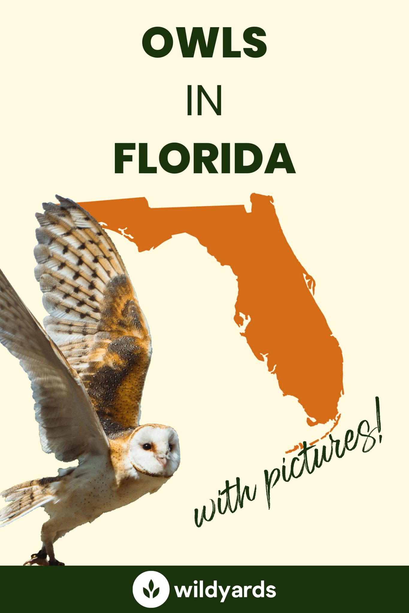 All 7 Owls in Florida [With Sounds & Pictures]