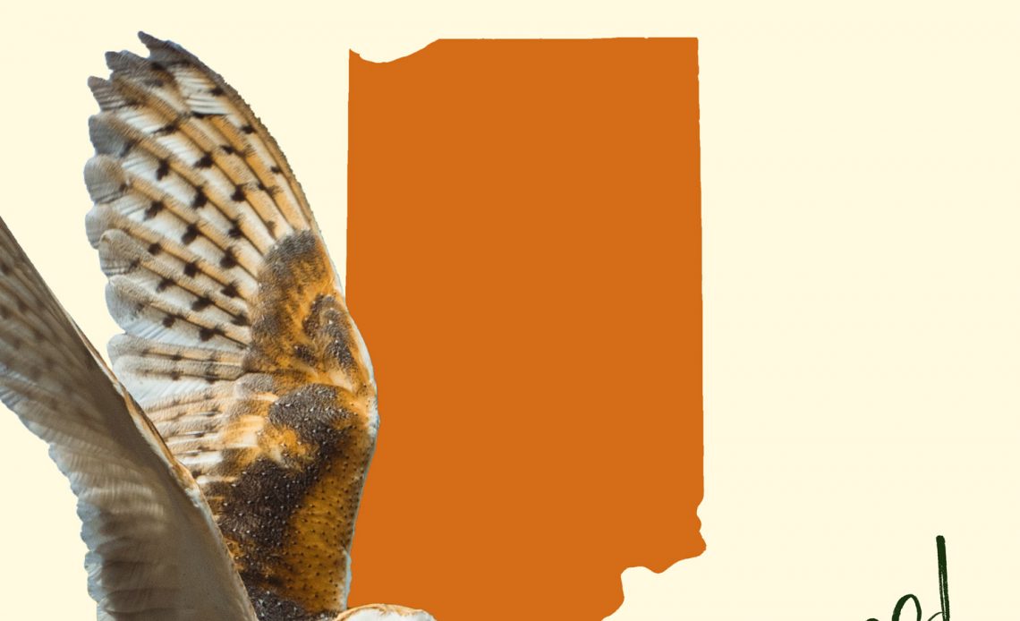 All 8 Owls in Indiana [With Sounds & Pictures]