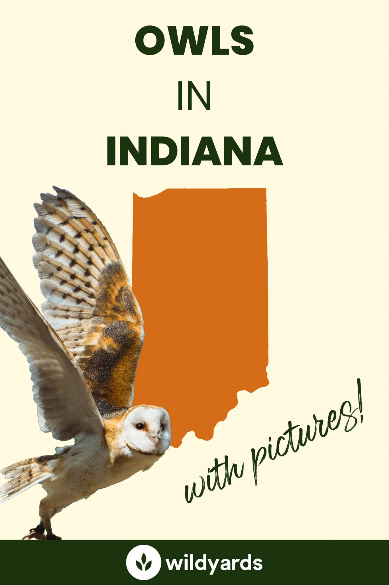 All 8 Owls in Indiana [With Sounds & Pictures]