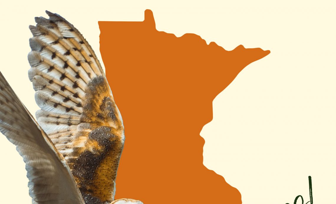 All 11 Owls in Minnesota [With Sounds & Pictures]