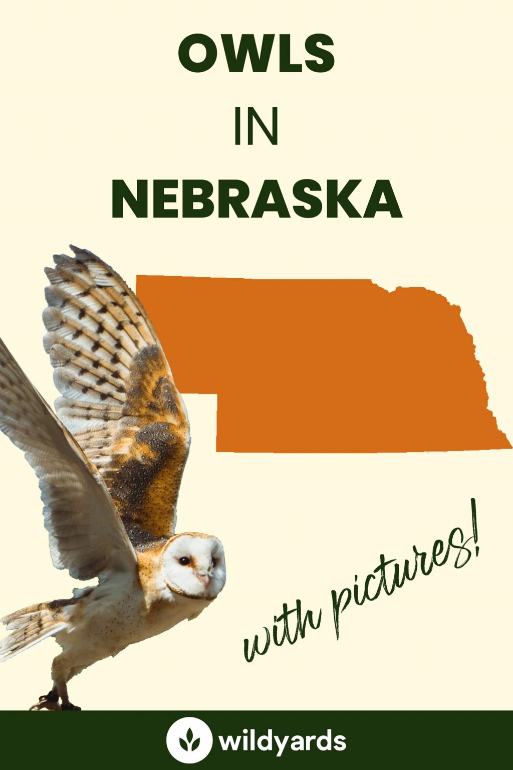 All 9 Owls in Nebraska [With Sounds & Pictures]