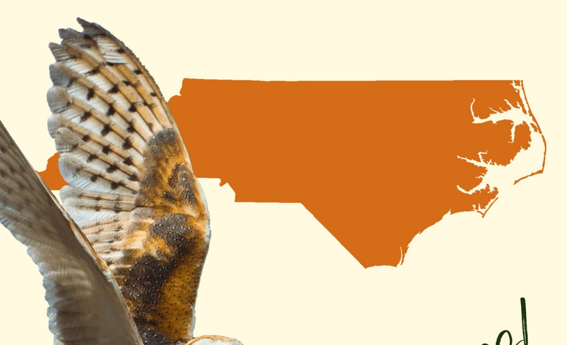 All 8 Owls in North Carolina [With Sounds & Pictures]