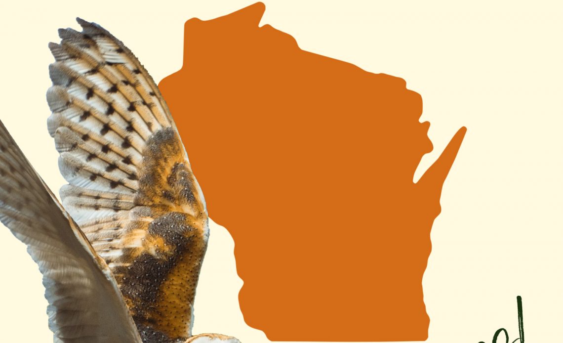 All 11 Owls in Wisconsin [With Sounds & Pictures]