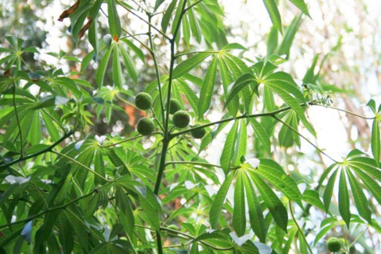 How To Build A Dragon Fruit Trellis