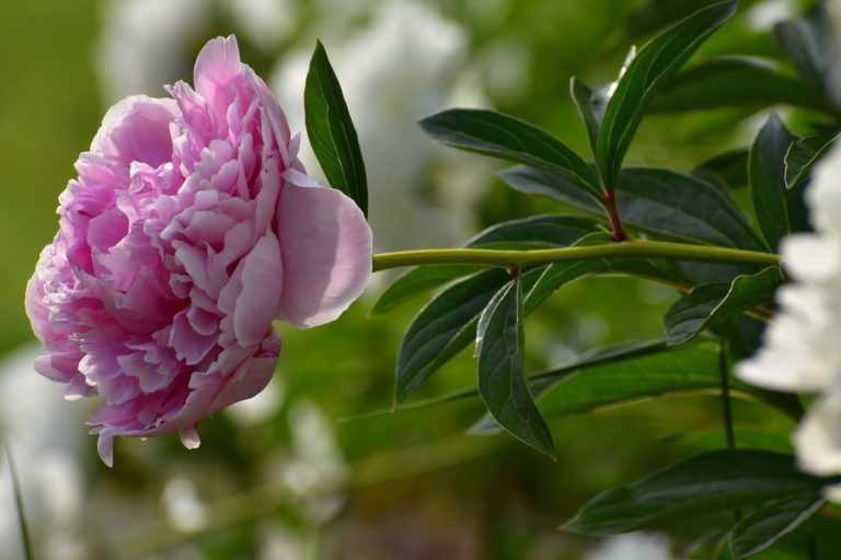 How To Grow Peonies In California