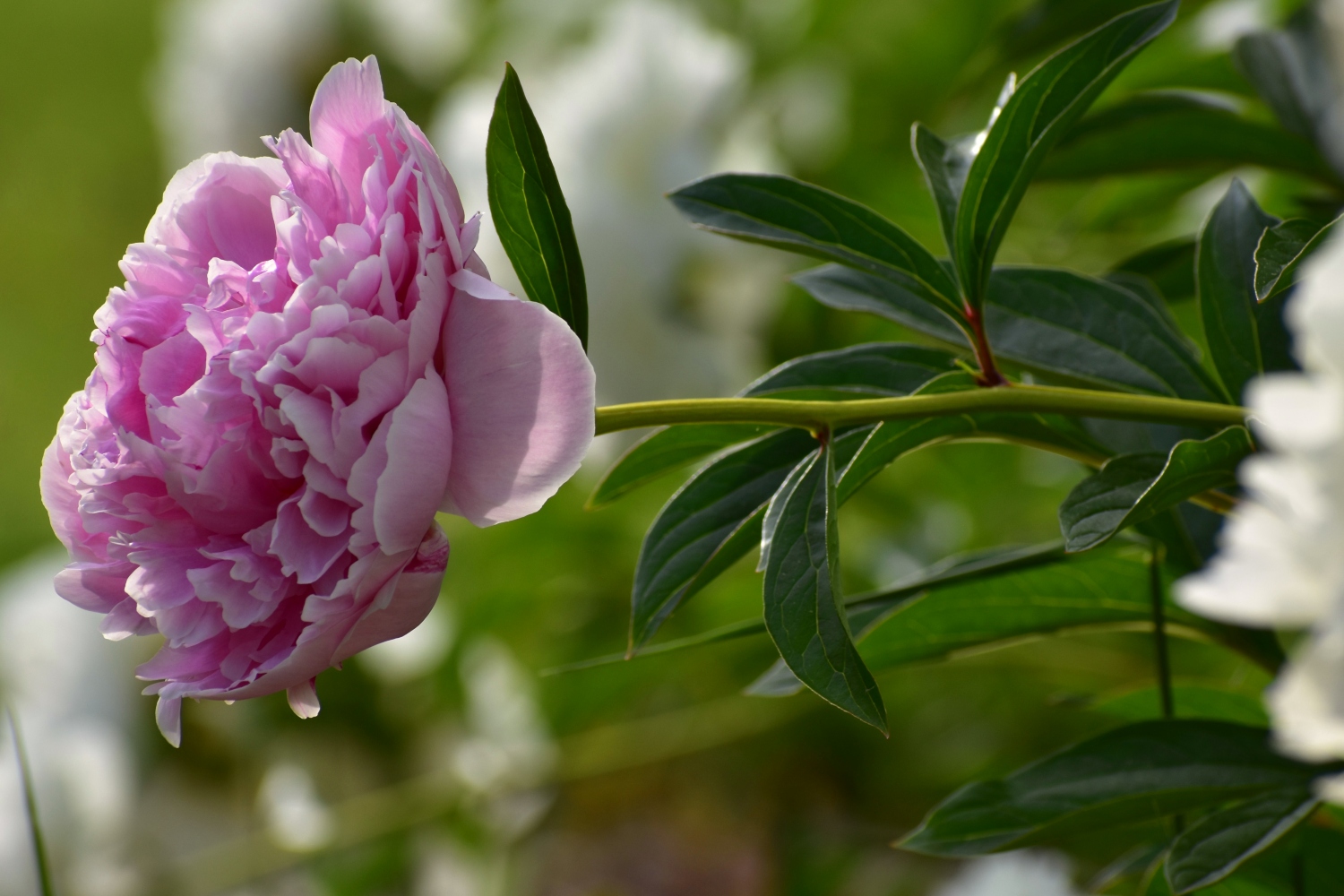 How To Grow Peonies In California
