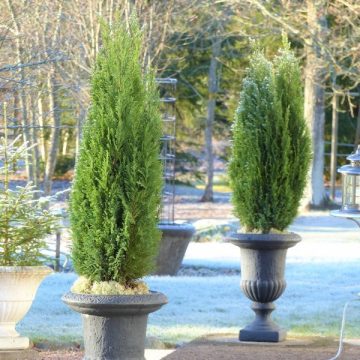 5 Potted Trees That Survive Winter