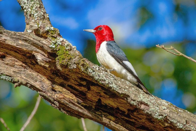 13 Aggressive Birds To Watch Out For In Your Backyard