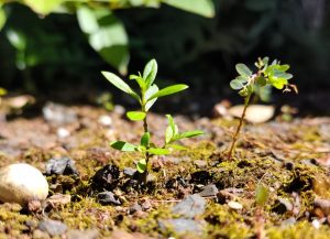 12 Tips For Landscaping Around Trees With Rocks