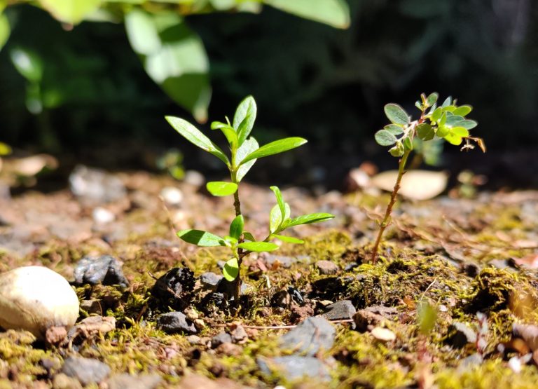 12 Tips For Landscaping Around Trees With Rocks
