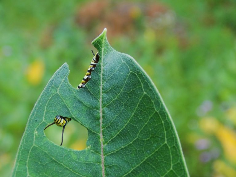 Why Are Your Lilac Leaves Curling? (7 Reasons & Solutions)