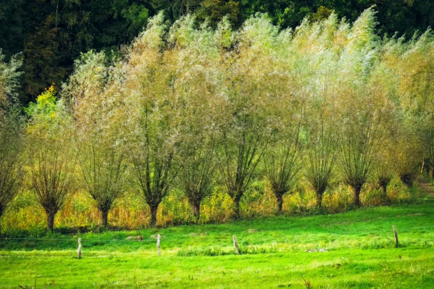 13 Cheap Fast Growing Privacy Trees For Your Yard