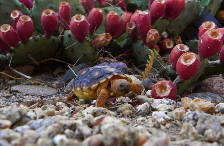 What Animals Eat Cacti?