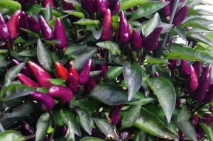 10 Peppers That Grow Upwards