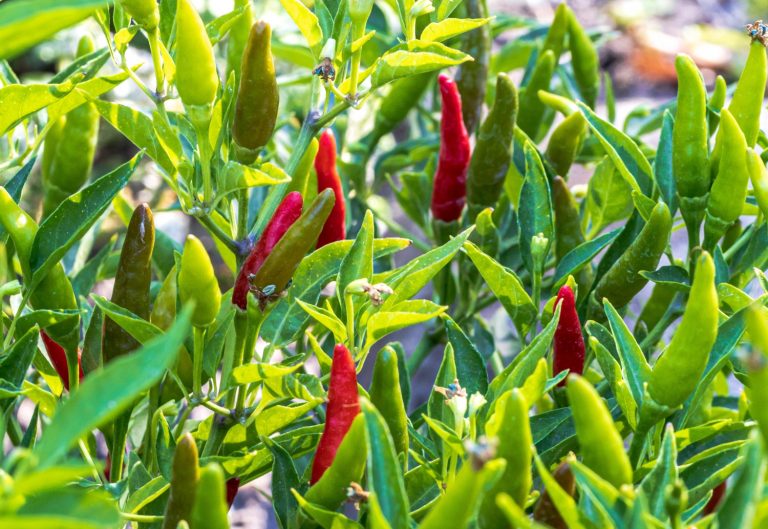 10 Peppers That Grow Upwards