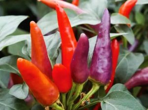 10 Peppers That Grow Upwards