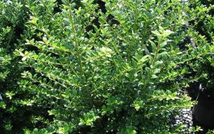 13 Cheap Fast Growing Privacy Trees For Your Yard