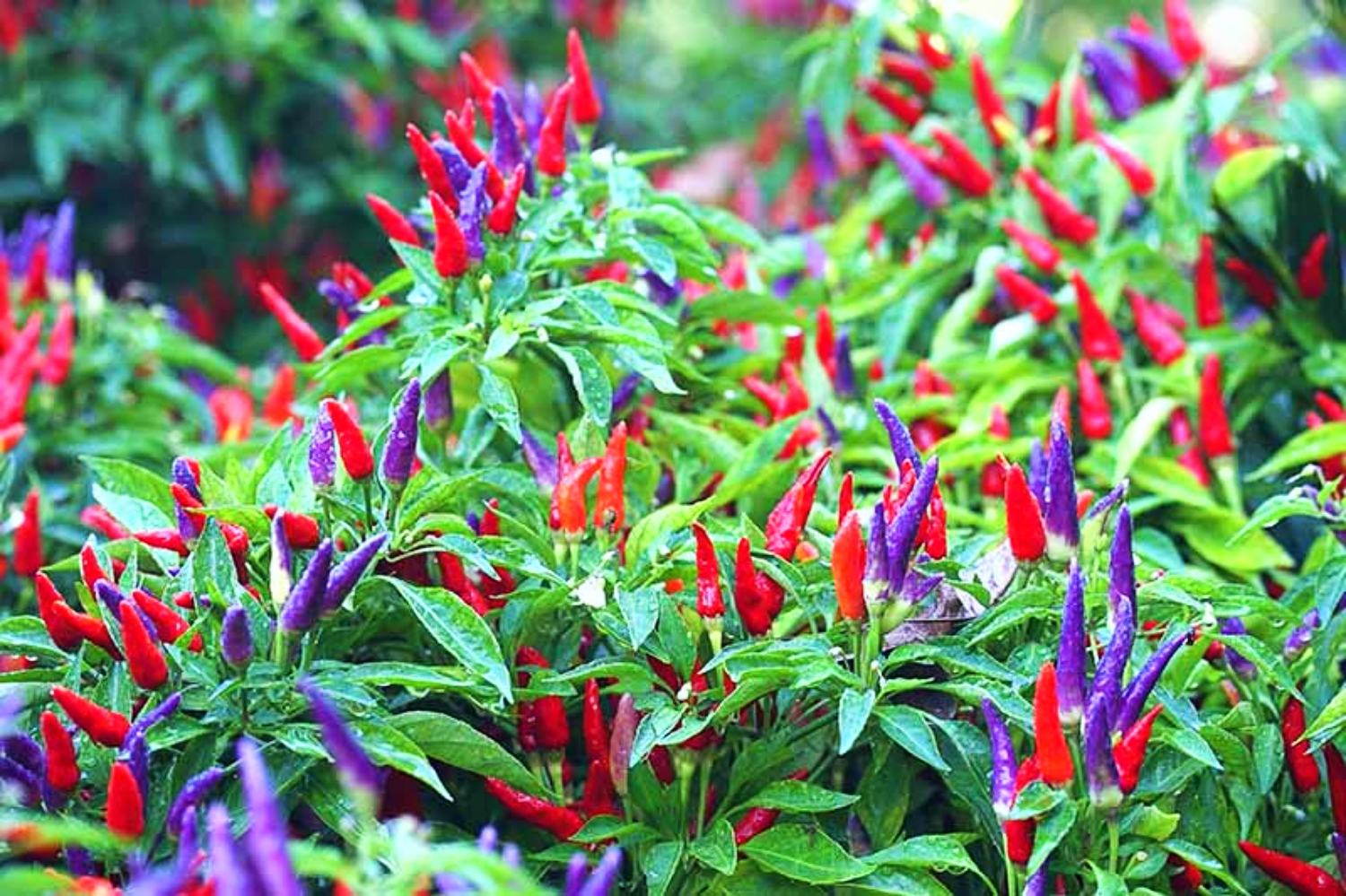 10 Peppers That Grow Upwards 10 Peppers That Grow Upwards