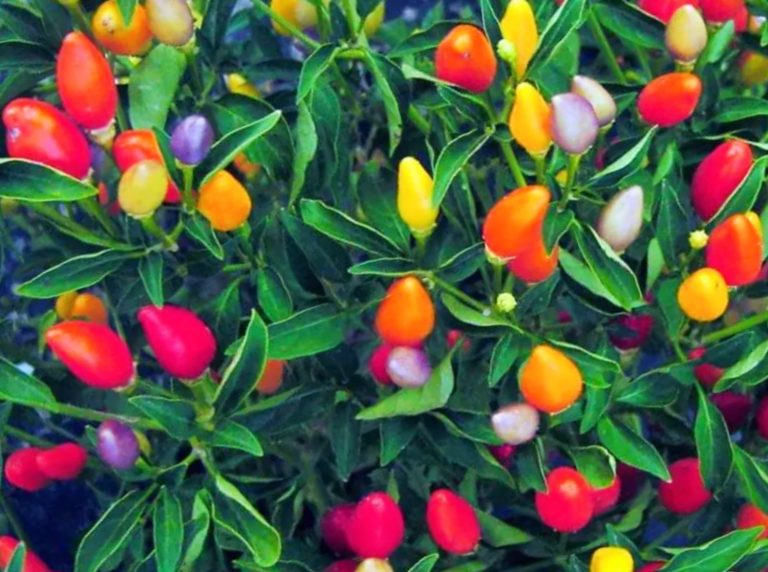 10 Peppers That Grow Upwards