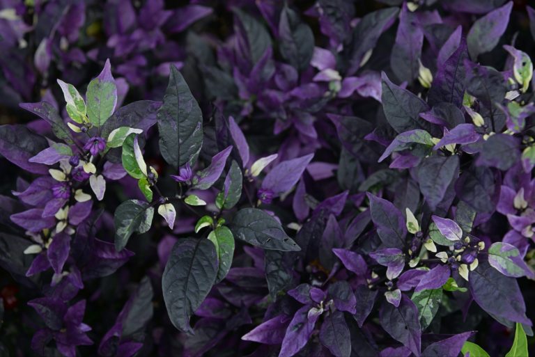 10 Peppers That Grow Upwards