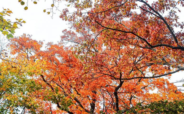 13 Cheap Fast Growing Privacy Trees For Your Yard