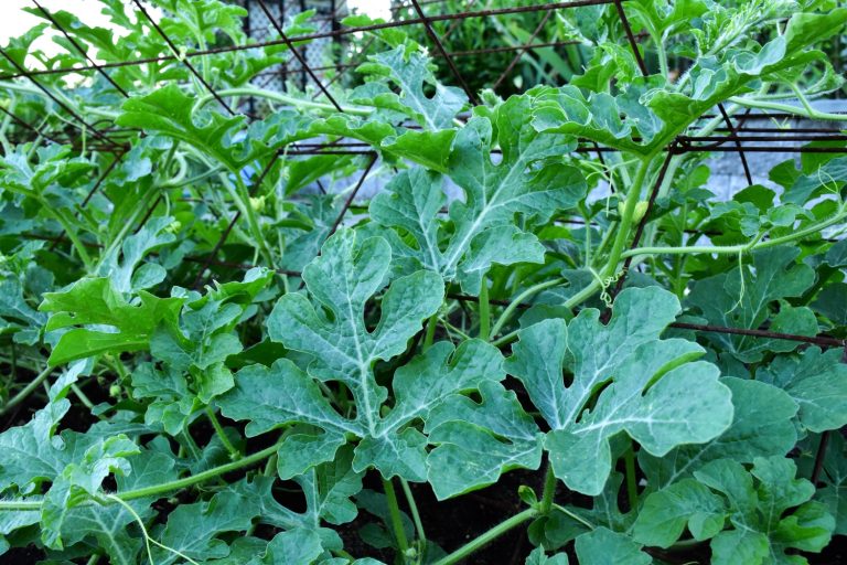 How To Grow Thick Rhubarb Stalks