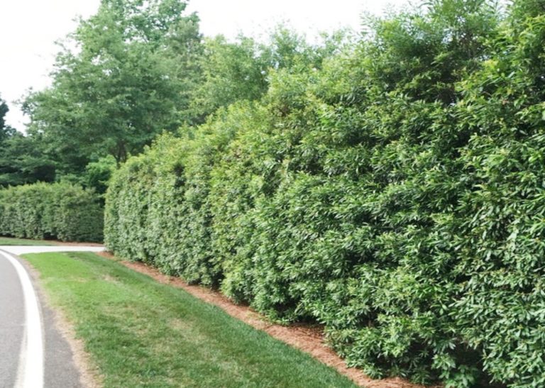 13 Cheap Fast Growing Privacy Trees For Your Yard