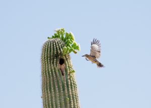 What Animals Eat Cacti?