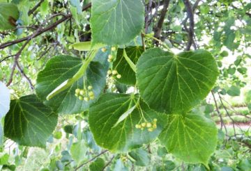 10 Trees With Heart-Shaped Leaves