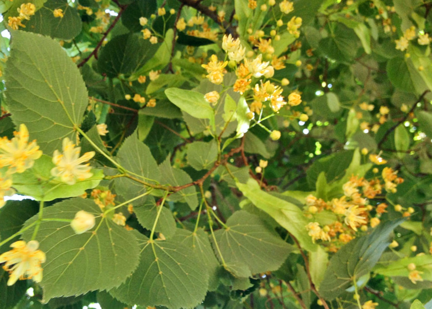 10 Trees With Heart-Shaped Leaves