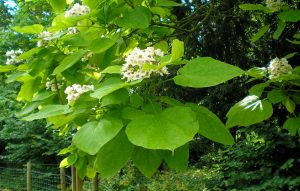 10 Trees With Heart-Shaped Leaves