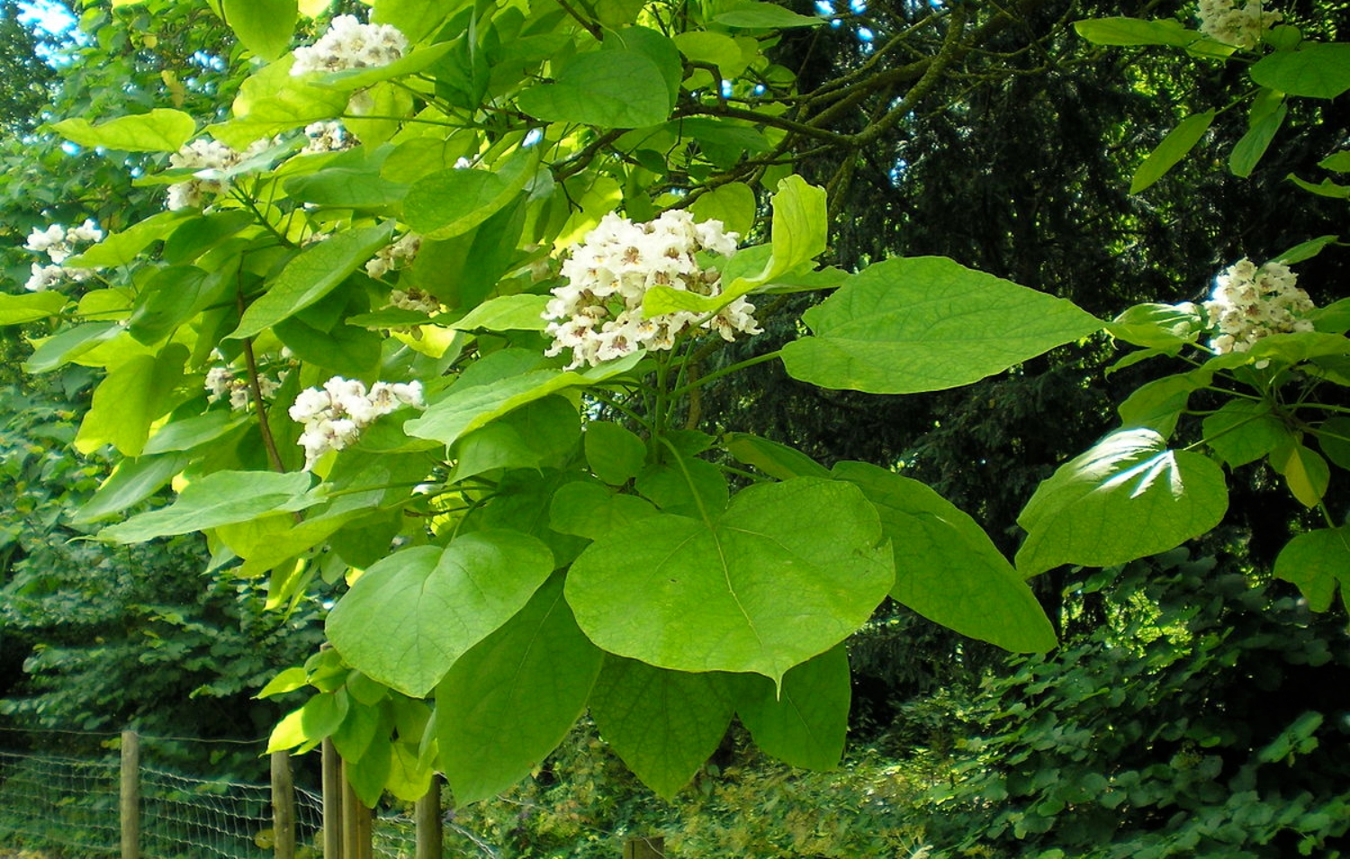 10 Trees With Heart-Shaped Leaves