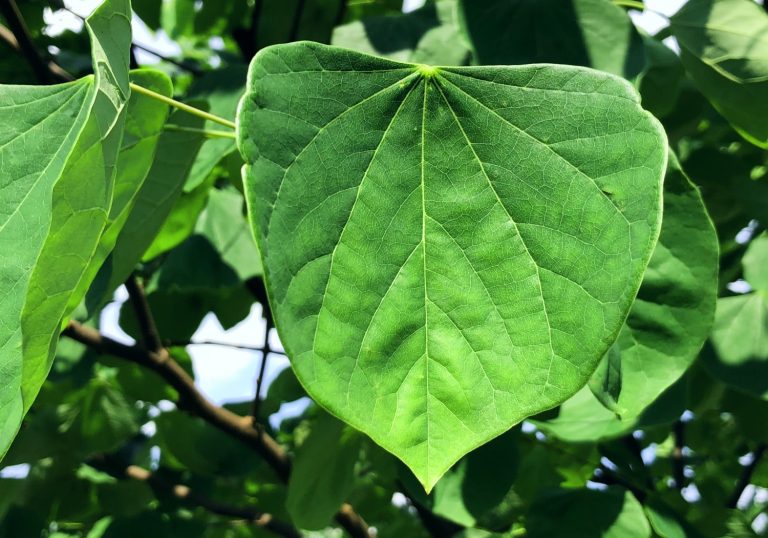 10 Trees With Heart-Shaped Leaves