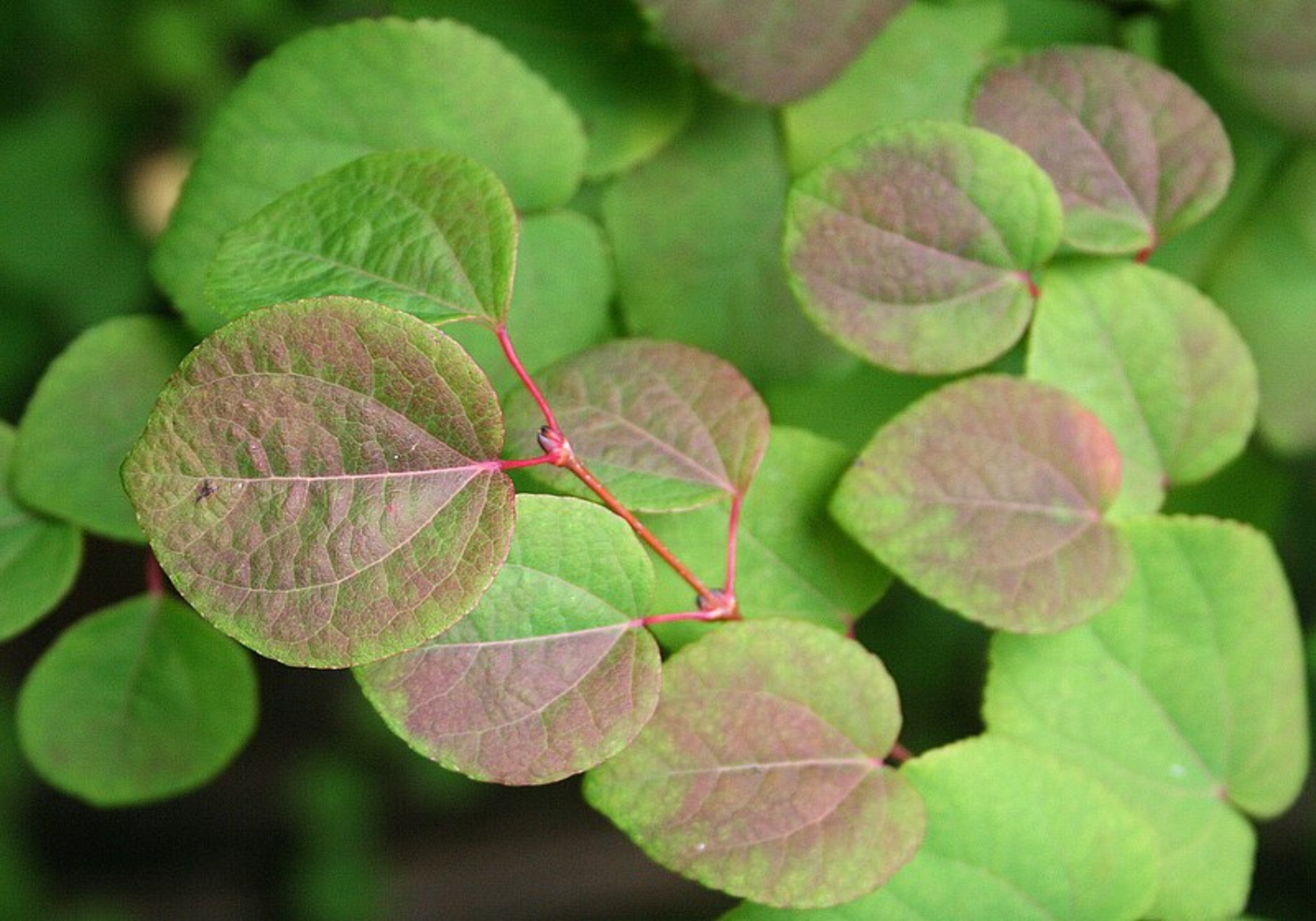 10 Trees With Heart-Shaped Leaves