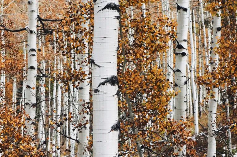 10 Trees With Heart-Shaped Leaves