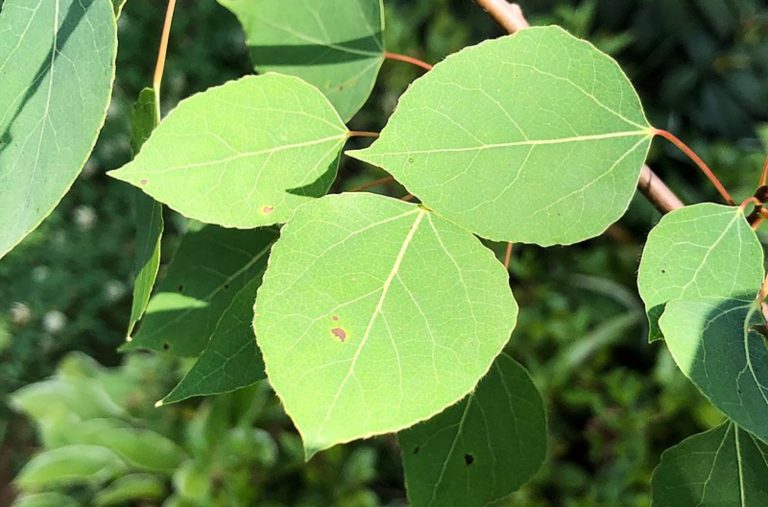 10 Trees With Heart-Shaped Leaves