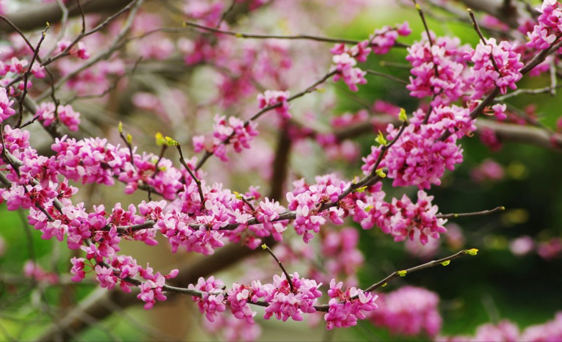 10 Trees With Heart-Shaped Leaves