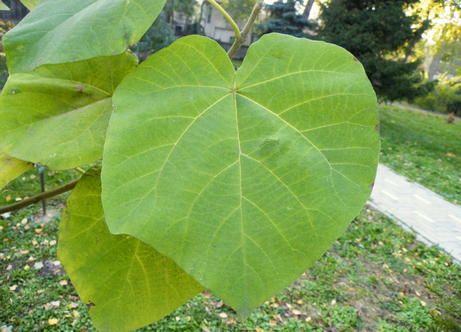 10 Trees With Heart-Shaped Leaves