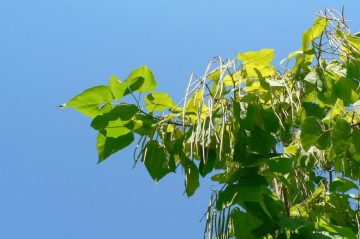 10 Trees With Heart-Shaped Leaves