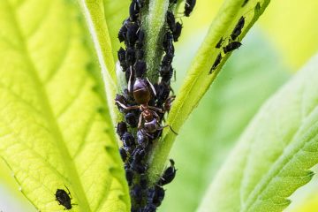 How To Spot Aphids On Tomato Plants (And What You Can Do To Stop Them!)