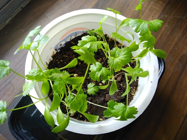 How To Grow Cilantro From Cuttings